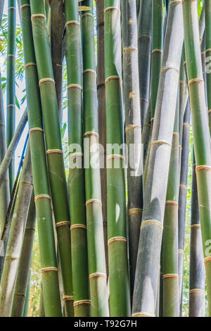 Multiple stocks of Bamboo, isolated and close up Stock Photo - Alamy