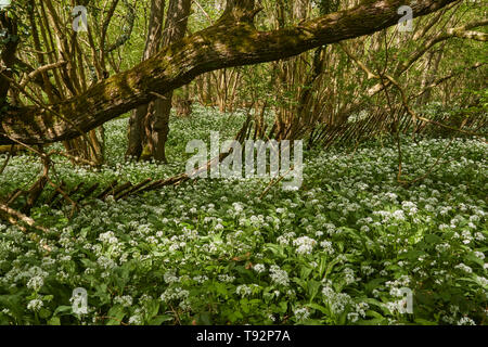 Field of wild garlic, ransom, in a woodland natural landscape, West ...
