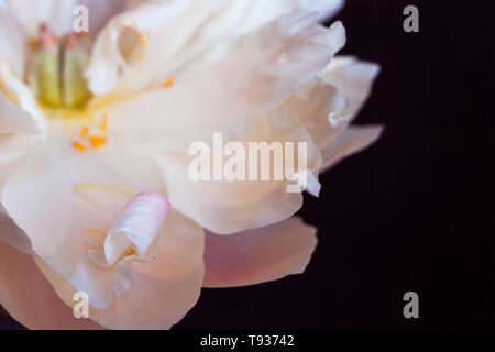 White fluffy fading peony, romantic decadence concept. Beautiful ...