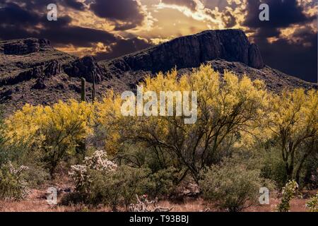 Foothill Palo Verde tree in bloom casts its shadow, Arizona State ...