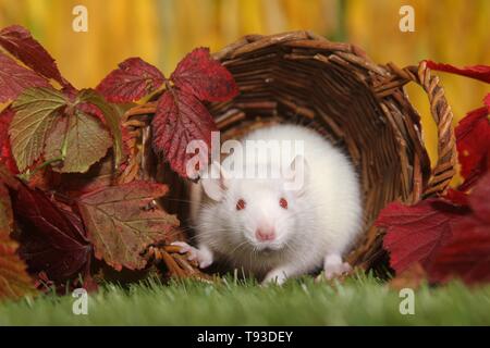 A white albino pet rat with red eyes sitting in a cage Stock Photo - Alamy