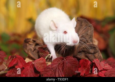 Albino White Domesticated Rat (Rattus norvegicus), and newborn Stock ...