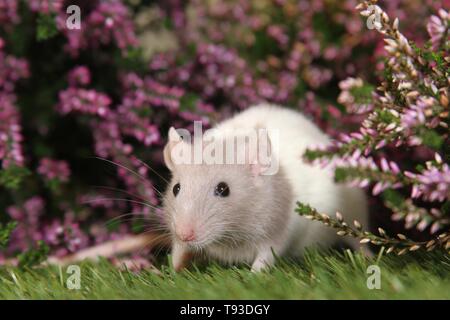 Fancy Rat, Pet Rat, adult. Studio picture against a white background ...