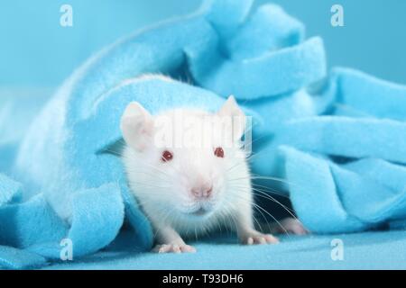 White, albino, Domestic Rat (Rattus norvegicus). Lacking melanin ...