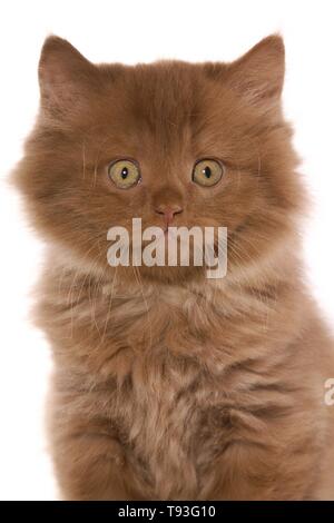 British Longhair Cat kitten cinnamon tortie white Highlander Lowlander ...