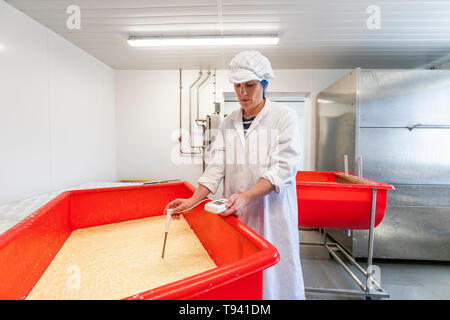 Cheese making at at Brooke's Wye Valley Dairy Company in the Wye Valley ...