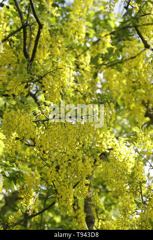 Golden rain has beautiful yellow flowers Stock Photo - Alamy