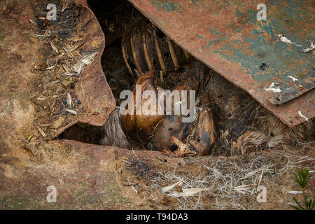 Offal and bones in tin container after a hunt on Kent farmland, England ...