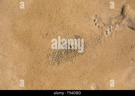 Peppery Furrow Shell - Scrobicularia plana Stock Photo - Alamy