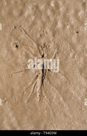 Peppery Furrow Clam, Peppery Furrow Shell (Scrobicularia plana) on sand ...