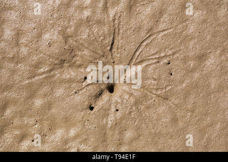 Peppery Furrow Shell - Scrobicularia plana Stock Photo - Alamy