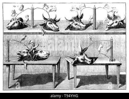 Luigi Aloisio Galvani (1737-1798) experimenting with electricity and ...