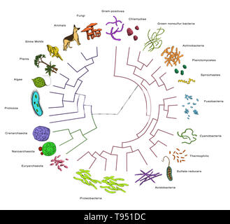 Phylogenetic (or evolutionary) tree, showing evolutionary relationships ...