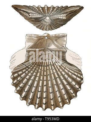 Mediterranean scallop shell. Illustration of the shell of the ...