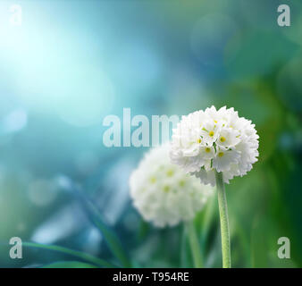 White scope flowers with green grass background Stock Photo - Alamy