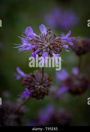Beverly Hills Flora Stock Photo - Alamy