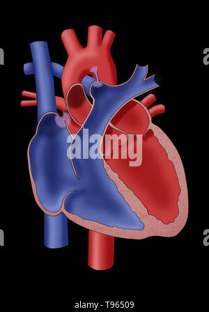 Illustration depicting the heart of a newborn baby Stock Photo - Alamy
