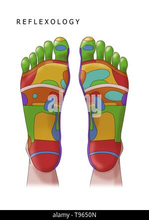 Illustration of the feet, showing foot reflexology zones. Foot ...