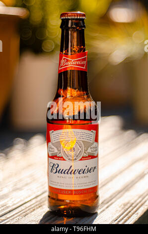 Bottle of Budweiser Beer Stock Photo - Alamy