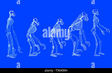 The evolution of man : a popular exposition of the principal points of ...