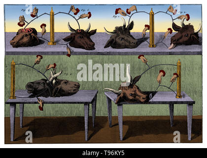 Galvanism experiments. Galvanism is the contraction of a muscle that is ...