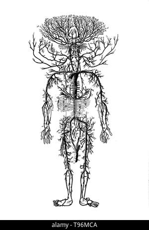 Circulatory system with arteries and veins in human face. Demonstrating ...