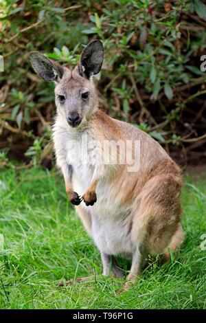 Common wallaroo (Macropus robustus) sitting silhouetted in late ...