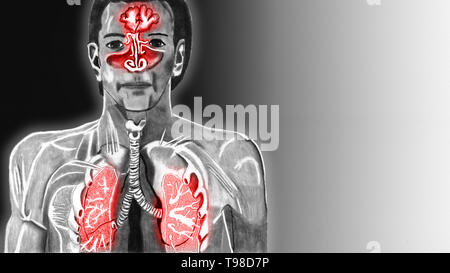 Illustration of the Upper Respiratory Tract, Nasal Cavity. This lateral ...