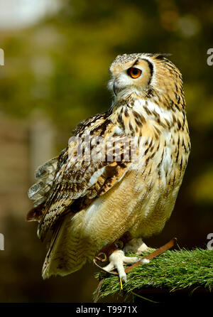 Eagle owl (latin: Bubo bubo) on perch, facing , green background ...