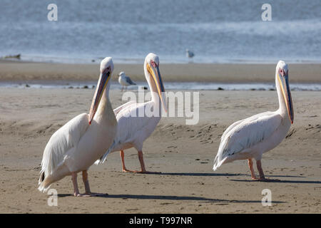 Pelican skeleton (Pelecanidae, Pelecanus Stock Photo - Alamy