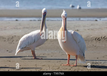 Pelican skeleton (Pelecanidae, Pelecanus Stock Photo - Alamy