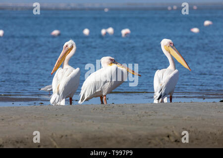 Pelican skeleton (Pelecanidae, Pelecanus Stock Photo - Alamy