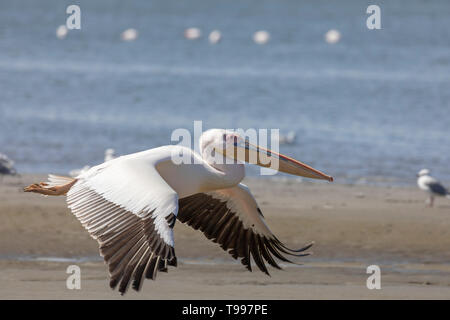 Pelican skeleton (Pelecanidae, Pelecanus Stock Photo - Alamy
