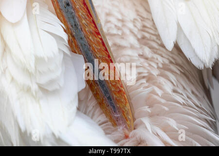 Pelican skeleton (Pelecanidae, Pelecanus Stock Photo - Alamy