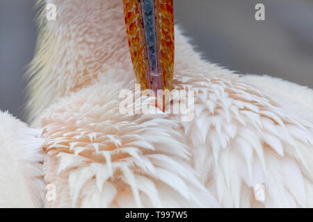 Pelican skeleton (Pelecanidae, Pelecanus Stock Photo - Alamy