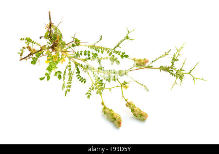 Spiny burnet, Sarcopoterium spinosum in fruit. A garrigue plant ...