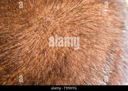 The texture of natural fur European mink. Brown furs Stock Photo - Alamy