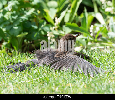A Fledgling Blackbird Sunbathing in Early Summer Sunshine on a Lawn in ...