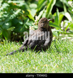 A Fledgling Blackbird Sunbathing in Early Summer Sunshine on a Lawn in ...