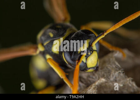 European Polistes galicus wasp hornet taking care of his nest and ...