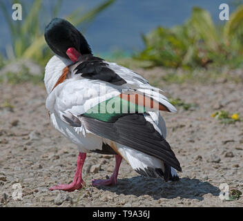 Shell Duck, Tadorna, tadorna Stock Photo - Alamy