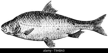 Roach (Rutilus rutilus), drawing Stock Photo - Alamy