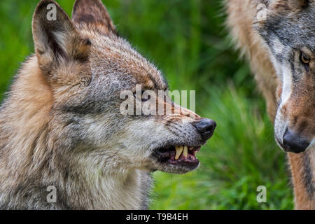 Grey wolf snarling with teeth bared and lips curled back showing teeth ...