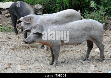 corsican pig, hog, Hausschwein, Corsica, France Stock Photo - Alamy