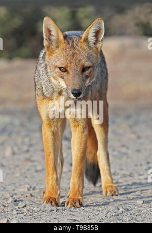 Culpeo (Pseudalopex culpaeus) adult standing on dirt track Farellones ...