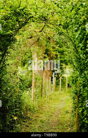 Odney Common at Cookham Berkshire Stock Photo - Alamy