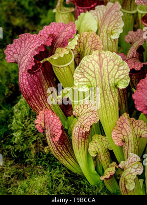 Red / green insect eating pitcher plants, Sarracenia species, in pool ...