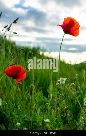 Field of poppies with beautiful morning sun using as natural background ...