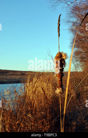 Bright yellow dry reeds along lake bank covered with ice, pine forest ...