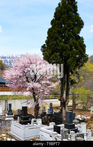 Cherry tree blossoms over the grave markers at Arlington National ...